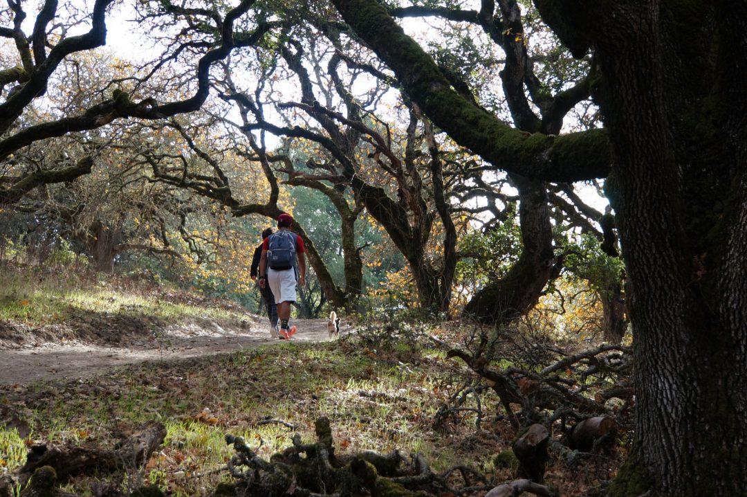 Taylor Mountain Regional Park and Open Space Reserve | RRM